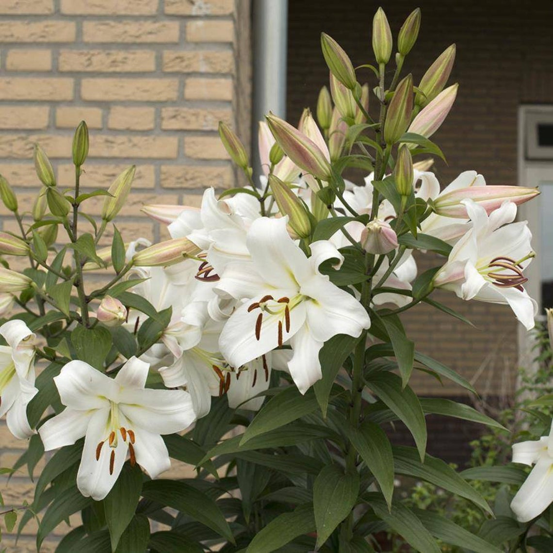 Giant Orientpet Lily 'zambesi' Hardy Flower Bulbs VERY - Etsy