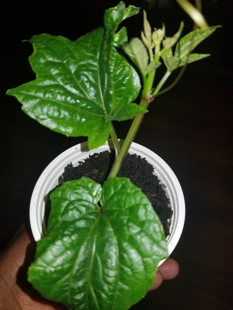 1 Organic Ugu ugwu Seedling African Fluted Pumpkin Seeding - Etsy