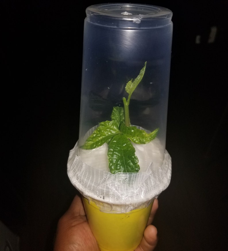 1 Organic Ugu ugwu Seedling African Fluted Pumpkin Seeding - Etsy