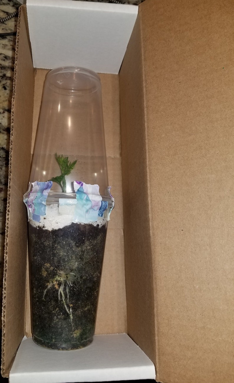 1 Organic Ugu ugwu Seedling African Fluted Pumpkin Seeding - Etsy