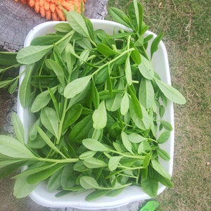 400 Organic Seeds of Waterleaf Gbure, Mgbolodi and Ebe Dondon, Talinum ...