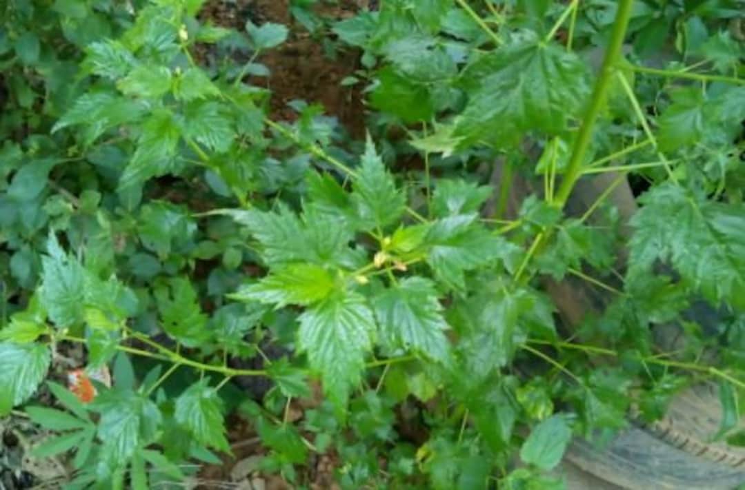 Seeds 750 - Organic Yoruba Jute Seeds, Ewedu Molokhia - Etsy