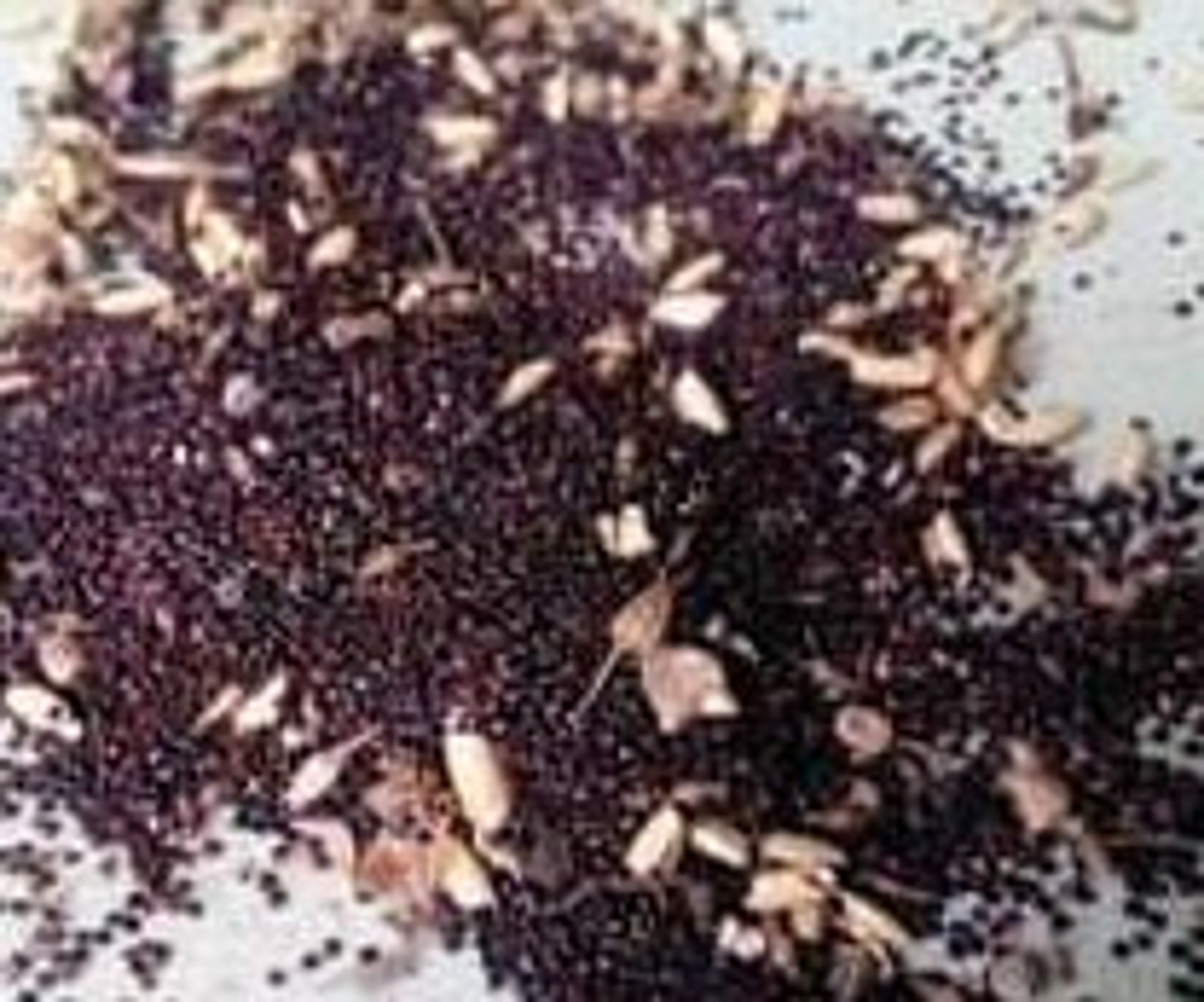 400 Organic Seeds of Waterleaf Gbure, Mgbolodi and Ebe Dondon, Talinum ...