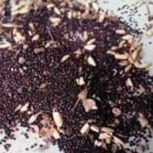 400 Organic Seeds of Waterleaf Gbure, Mgbolodi and Ebe Dondon, Talinum ...