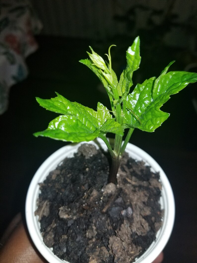 1 Organic Ugu ugwu Seedling African Fluted Pumpkin Seeding - Etsy