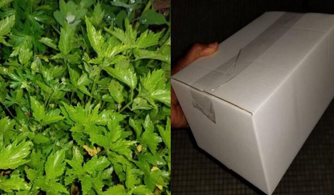 A Box of Fresh Youruba Ewedu (jute) Leaves - Etsy