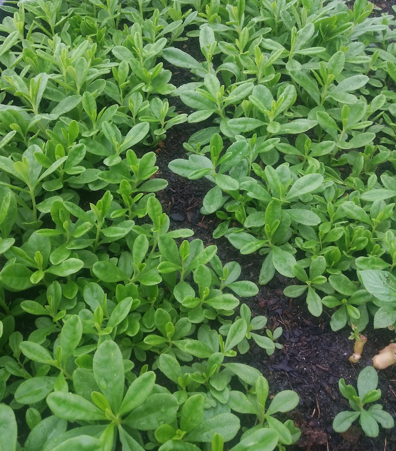 400 Organic Seeds of Waterleaf Gbure, Mgbolodi and Ebe Dondon, Talinum ...