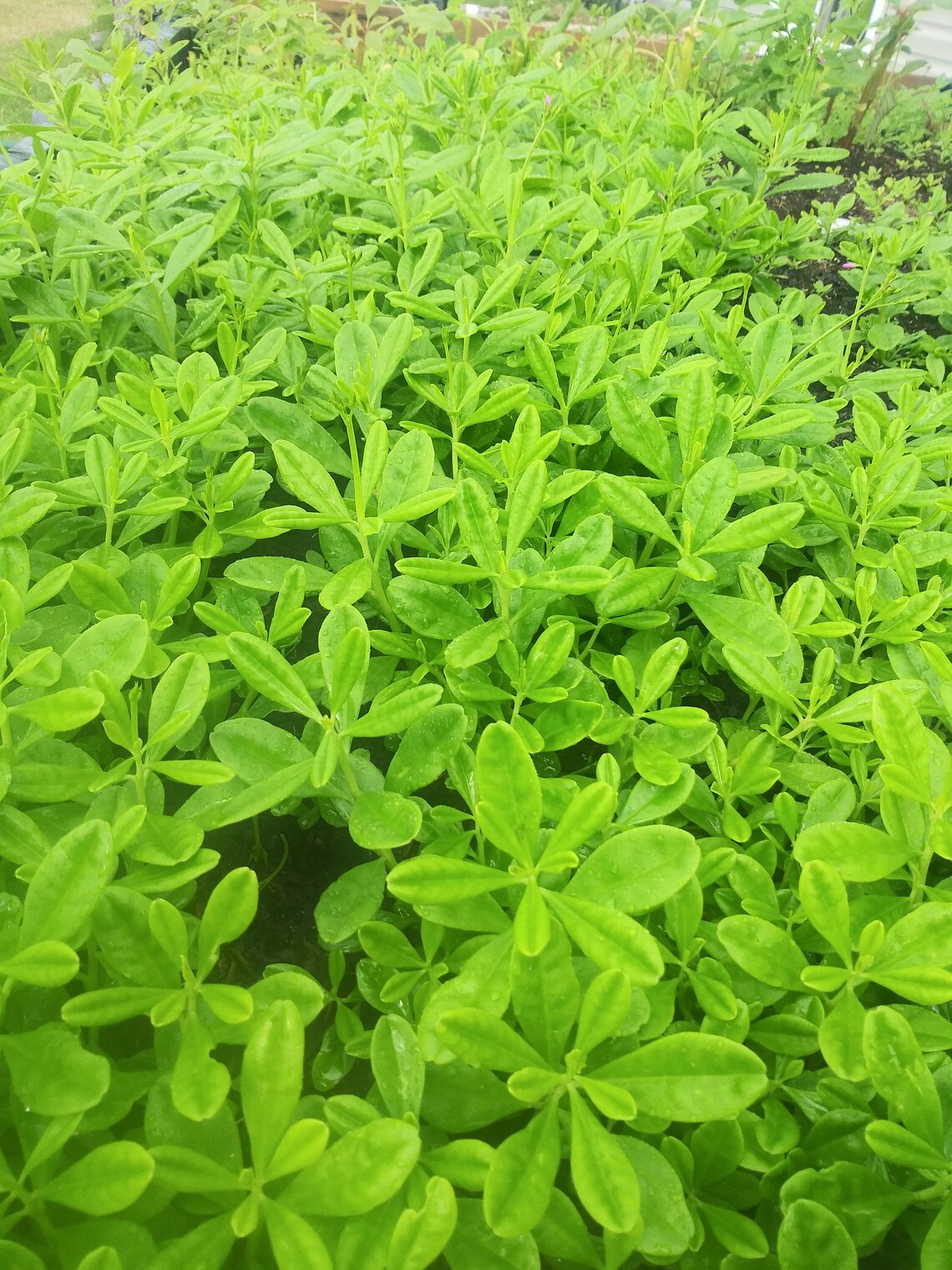 400 Organic Seeds of Waterleaf Gbure, Mgbolodi and Ebe Dondon, Talinum ...