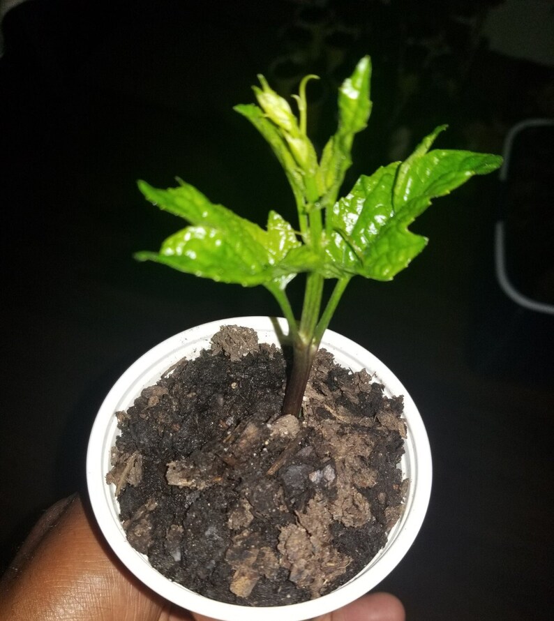 1 Organic Ugu ugwu Seedling African Fluted Pumpkin Seeding - Etsy