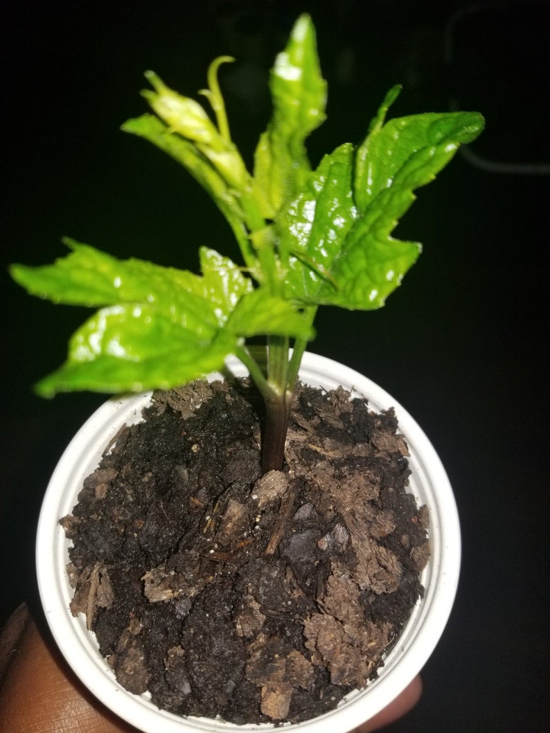 1 Organic Ugu ugwu Seedling African Fluted Pumpkin Seeding - Etsy