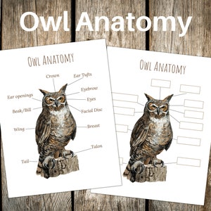OWL Anatomy, Poster and Labeling Activity, Homeschool, Instant DOWNLOAD ...