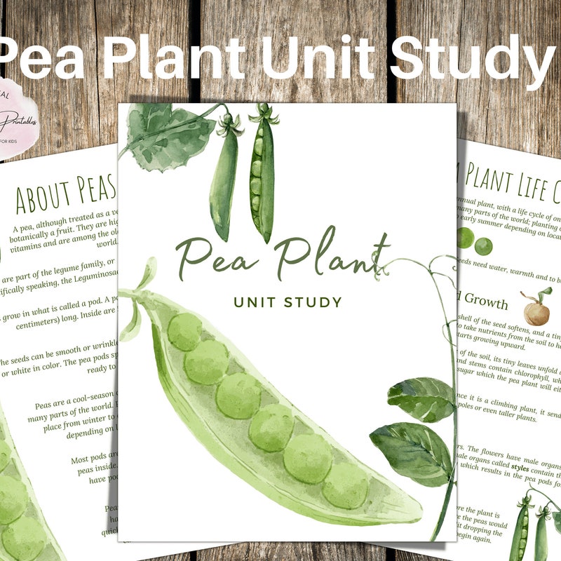 Pea Plant - Etsy