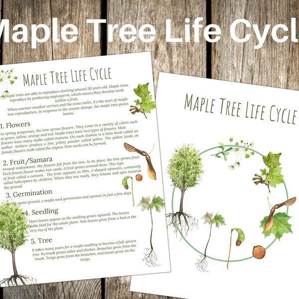 Maple Tree - Etsy