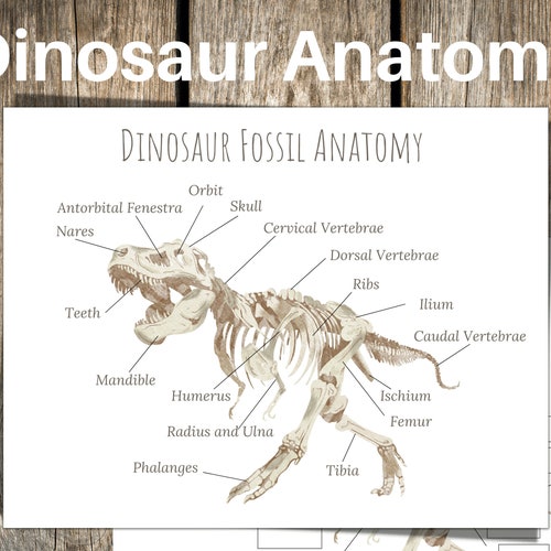 PENGUINS Anatomy Posters and Labeling Activity Homeschool - Etsy