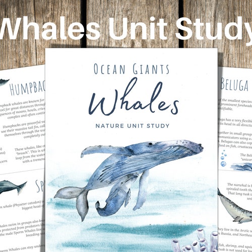 BEACH Unit Study Anatomy Nature Study Science Handwriting - Etsy