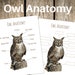 OWL Anatomy, Poster and Labeling Activity, Homeschool, Instant DOWNLOAD ...