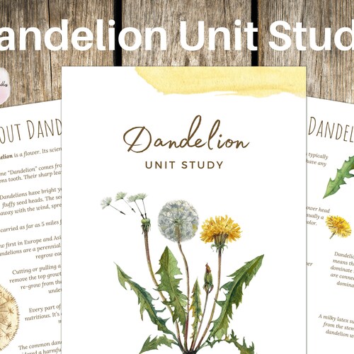 SPIDER Unit Study Life Cycle Anatomy Nature Study Science - Etsy UK