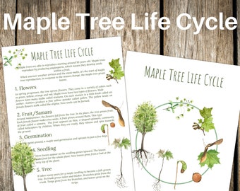 Tree Life Cycle Poster - Etsy
