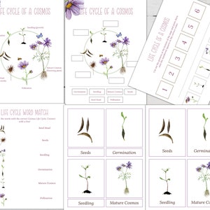 Flowers Mini Study Unit: Life Cycle & Anatomy (instant Download) - Etsy