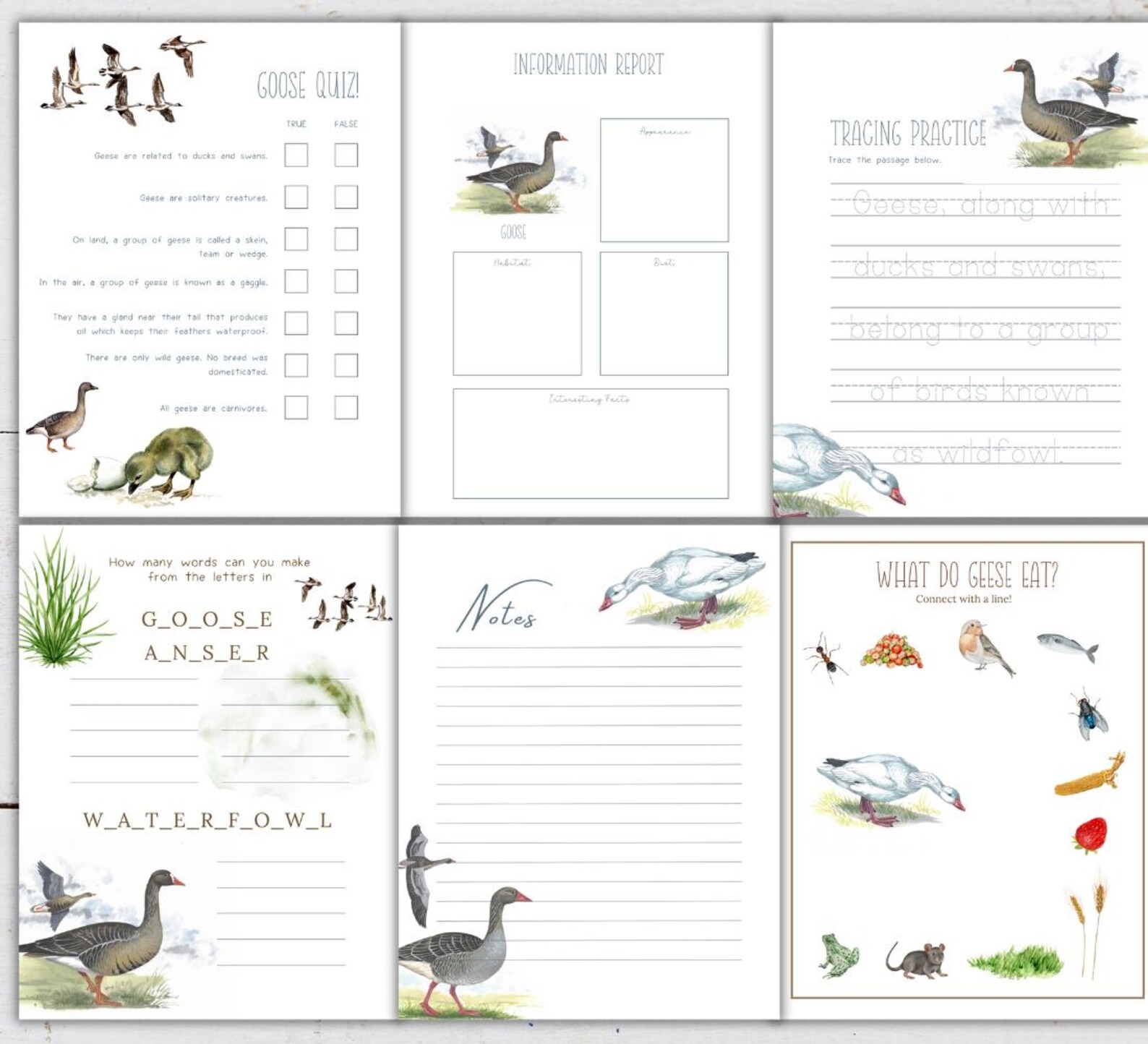 Goose Unit Study: Life Cycle, Anatomy, and Activities (homeschool ...