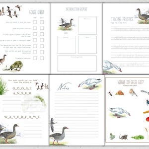 Goose Unit Study: Life Cycle, Anatomy, and Activities (homeschool ...