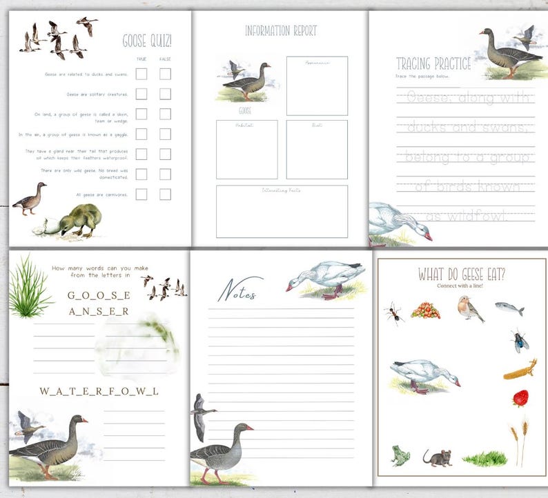 Goose Unit Study: Life Cycle, Anatomy, and Activities (homeschool ...