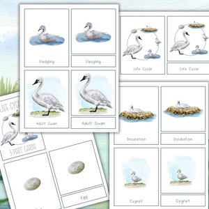 SWAN Life Cycle, Nature Study, Homeschool Printable, Instant Download ...