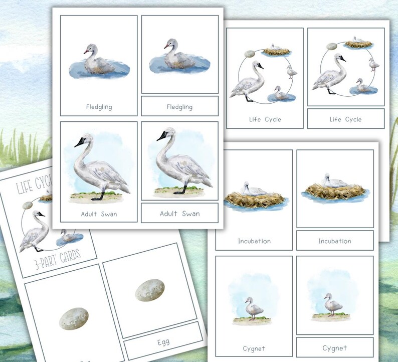 SWAN Life Cycle, Nature Study, Homeschool Printable, Instant Download ...