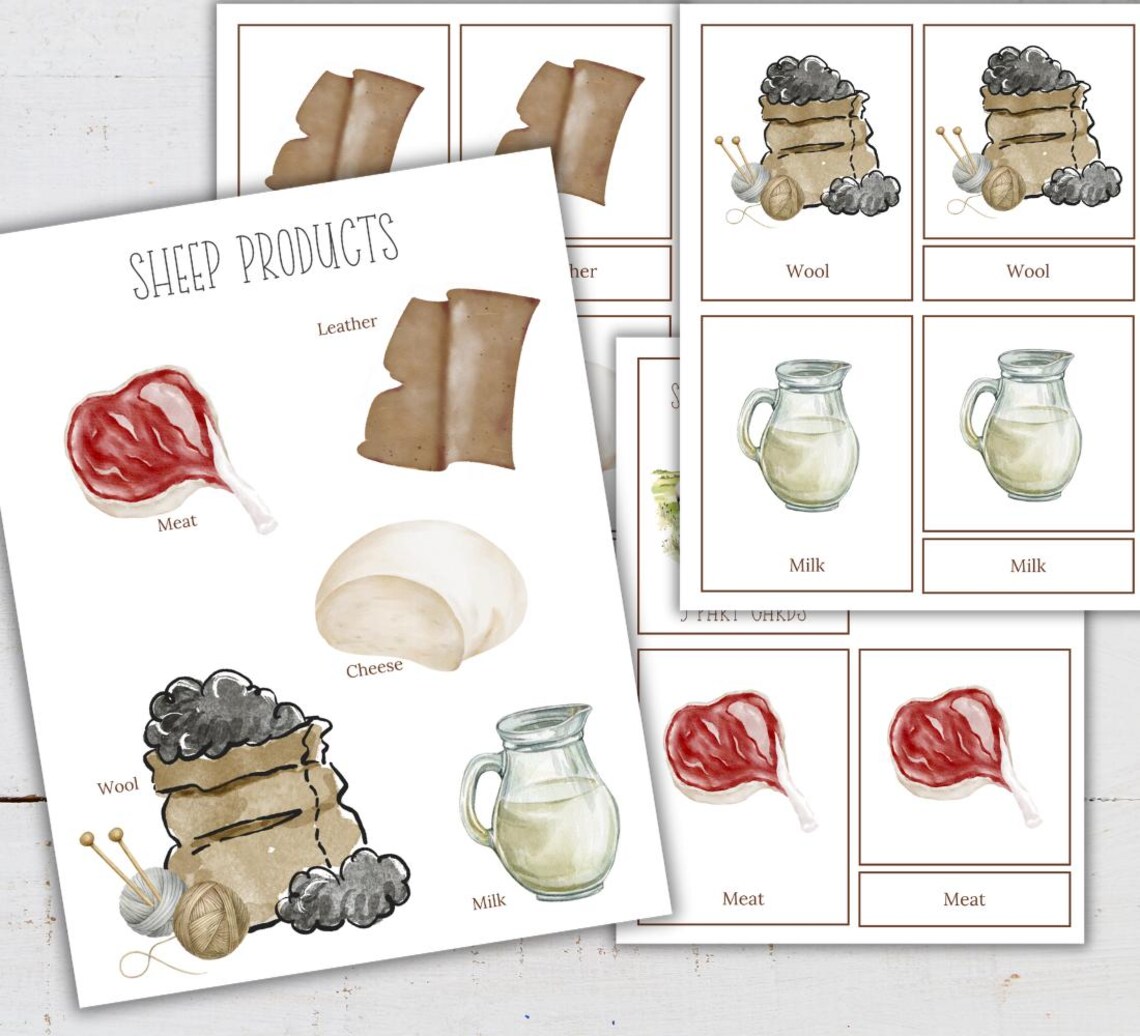 Sheep Unit Study: Life Cycle, Anatomy, Farm Activities (homeschool ...