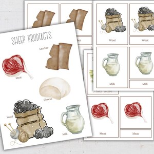 Sheep Unit Study: Life Cycle, Anatomy, Farm Activities (homeschool ...