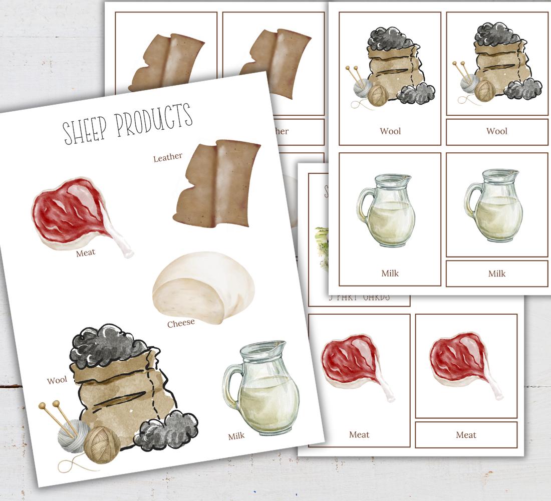 Sheep Unit Study: Life Cycle, Anatomy, Farm Activities (homeschool ...