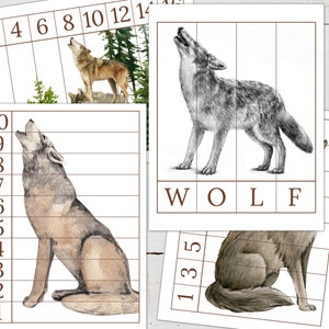 GREY WOLF Unit Study, Life Cycle, Anatomy, Nature Study, Science ...