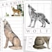 GREY WOLF Unit Study, Life Cycle, Anatomy, Nature Study, Science ...