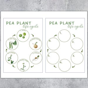 PLANTS Life Cycle Printable 5x7" Flashcards and Matching Worksheets ...