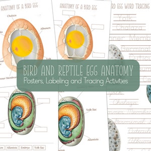 Egg Unit Study: Oviparous Animals, Life Cycle (homeschool Printable) - Etsy