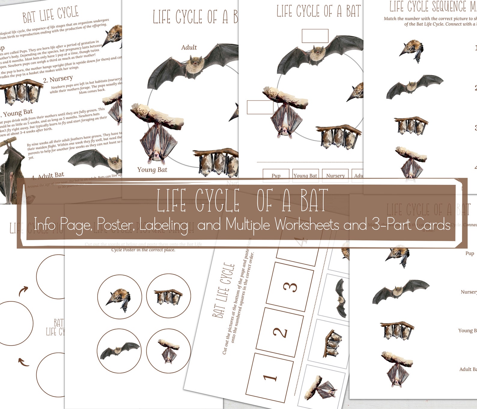 Bats Unit Study: Life Cycle, Anatomy, Homeschool Printable (instant ...
