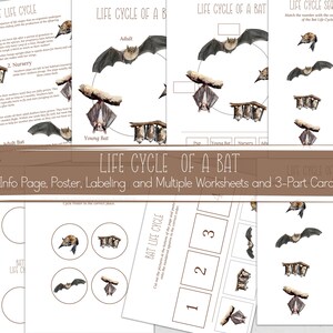 Bats Unit Study: Life Cycle, Anatomy, Homeschool Printable (instant ...
