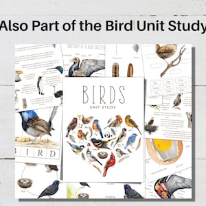 BIRD AND EGG Anatomy, Poster, Labeling and Tracing Activity, Bird Study ...