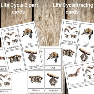 BAT Life Cycle Nature Study Homeschool Printable Instant - Etsy