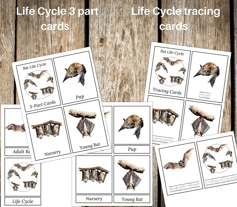 BAT Life Cycle Nature Study Homeschool Printable Instant - Etsy