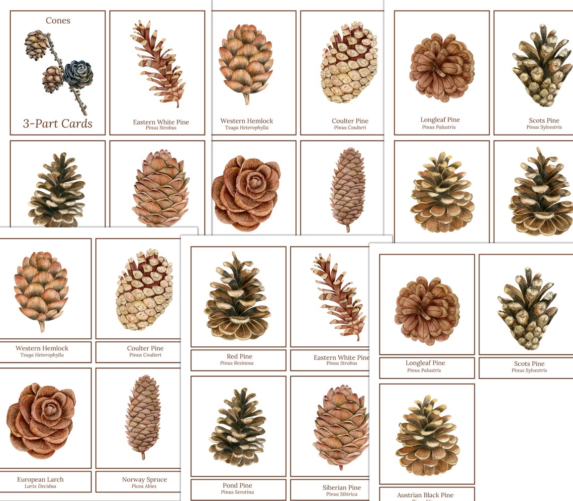 CONIFER Cones Unit Study, Vocabulary, Anatomy, Handwriting, Homeschool ...