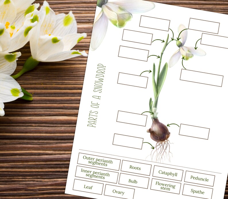 SNOWDROP Anatomy Poster and Labeling Activity Homeschool - Etsy