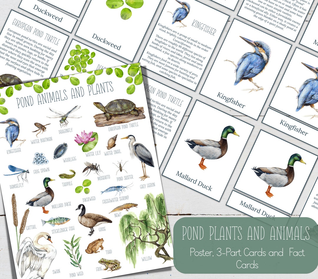 POND ECOSYSTEM Mini Poster, Fact Cards and 3 Part Cards, Nature ...