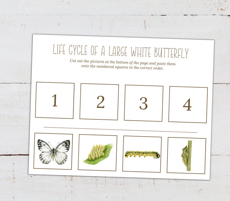 LARGE WHITE BUTTERFLY Life Cycle Nature Study Homeschool - Etsy