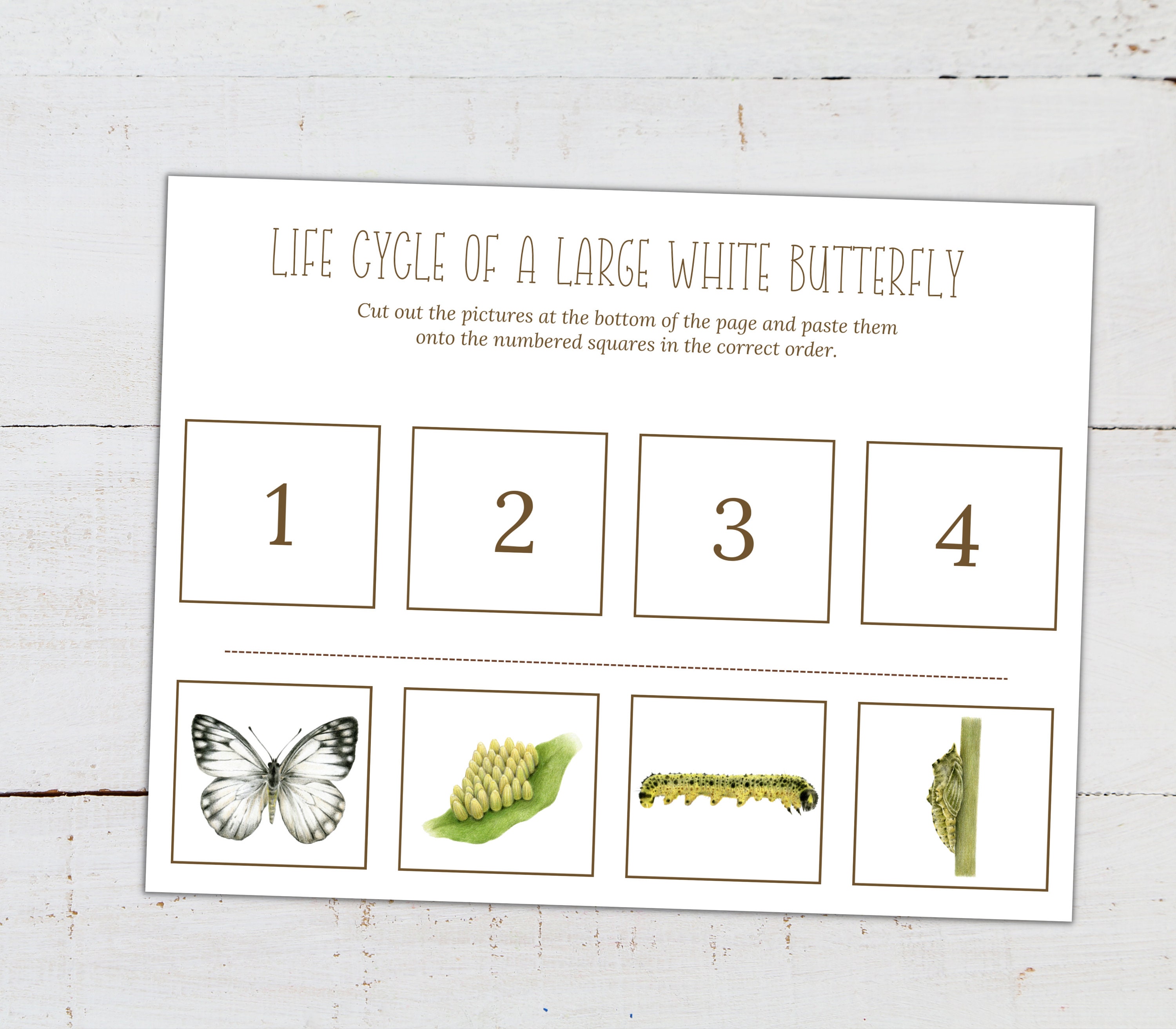 LARGE WHITE BUTTERFLY Life Cycle Nature Study Homeschool - Etsy