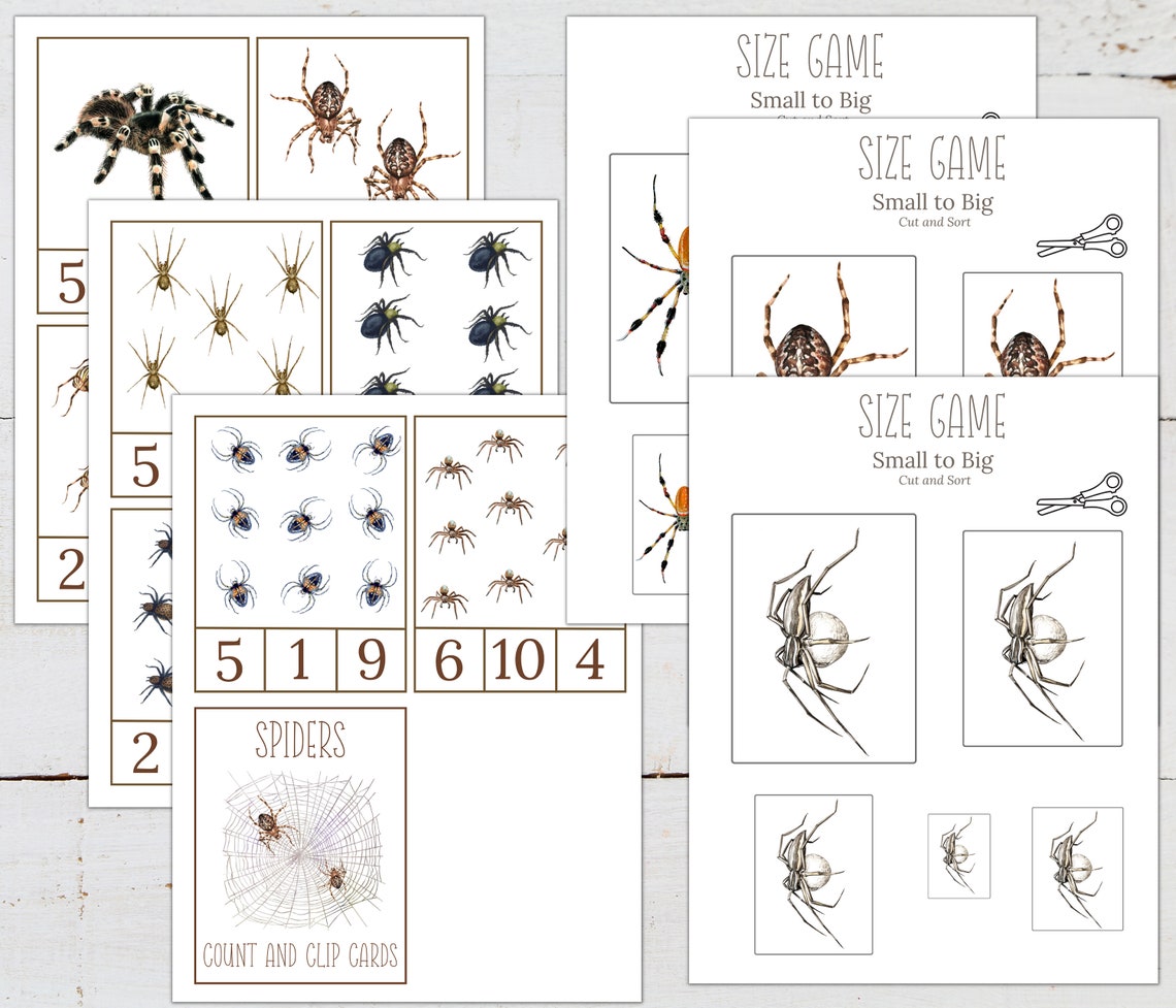 Spider Unit Study: Life Cycle, Anatomy, Homeschool Printable (instant ...
