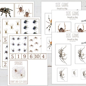 Spider Unit Study: Life Cycle, Anatomy, Homeschool Printable (instant ...