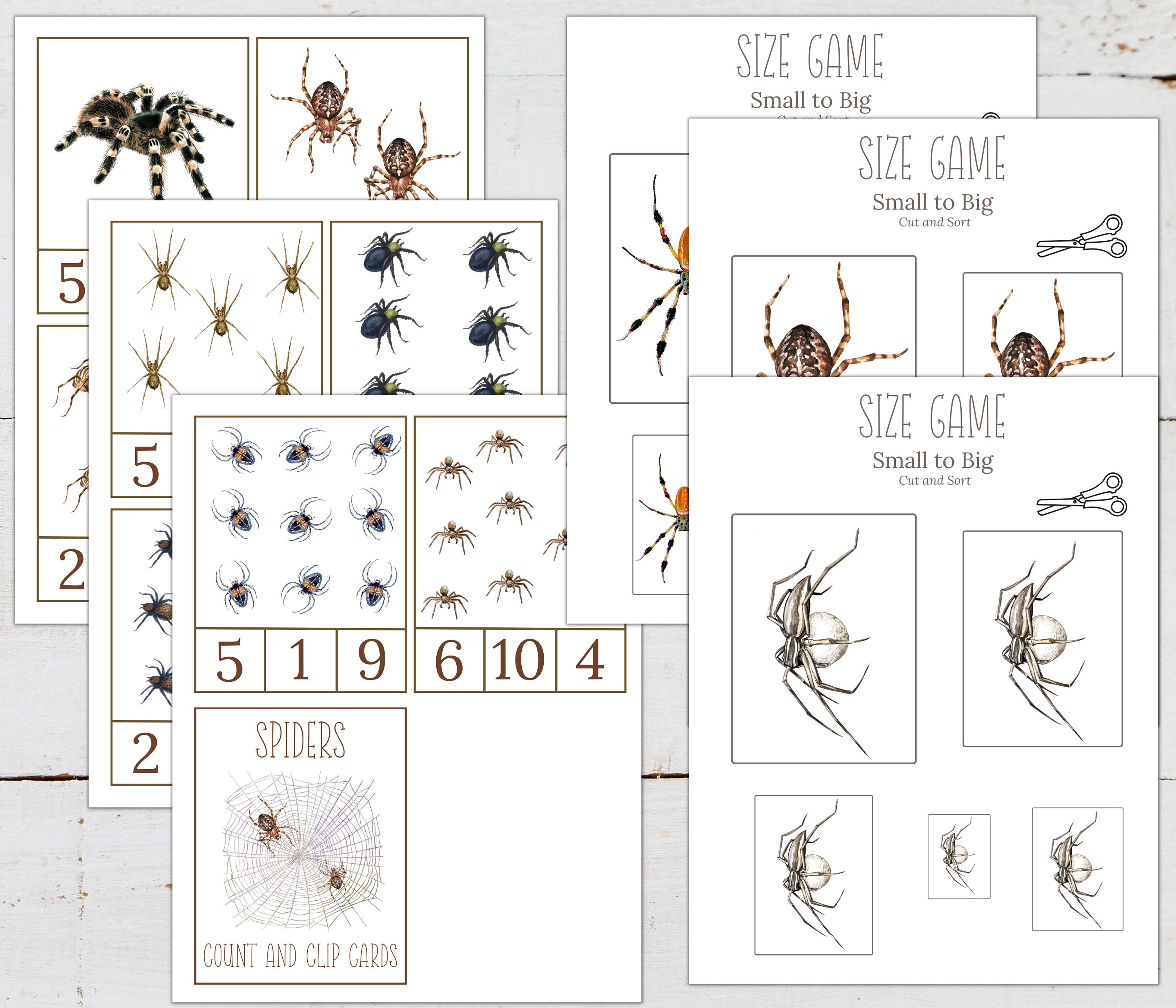 Spider Unit Study: Life Cycle, Anatomy, Homeschool Printable (instant ...