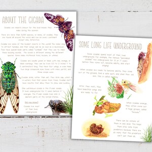 Cicada Life Cycle Unit Study: Anatomy, Homeschool Printable (instant ...