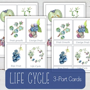 BLUEBERRY Unit Study, Life Cycle, Anatomy, Nature Study, Science ...